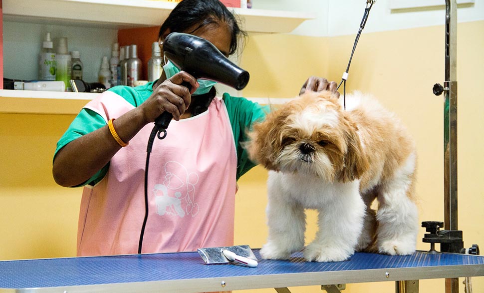 7 Reasons Why Pet Fed Delhi 2015 Is a Must Visit for Animal Lovers ...