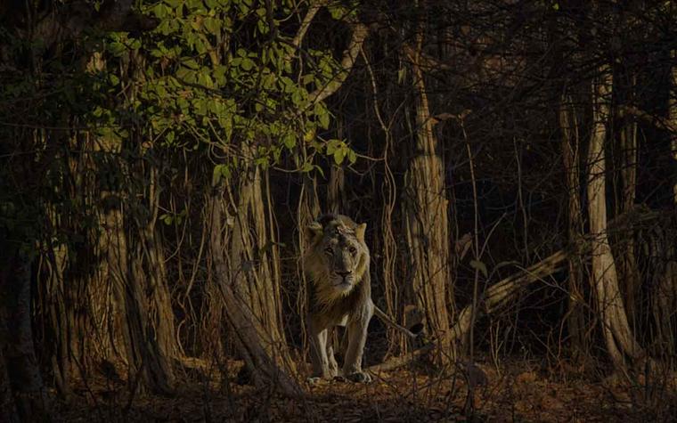 Wildlife Weekend Getaways From Ahmedabad