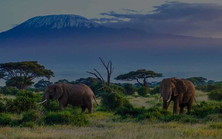 The Best National Parks in Kenya for Wildlife Safari | MakeMyTrip Blog