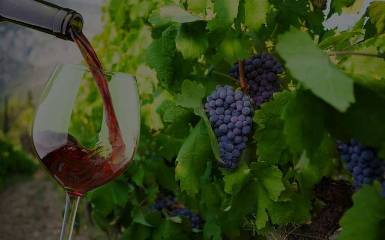 5 Famous Australian Wine Tours to Savour in 2019 | MakeMyTrip Blog