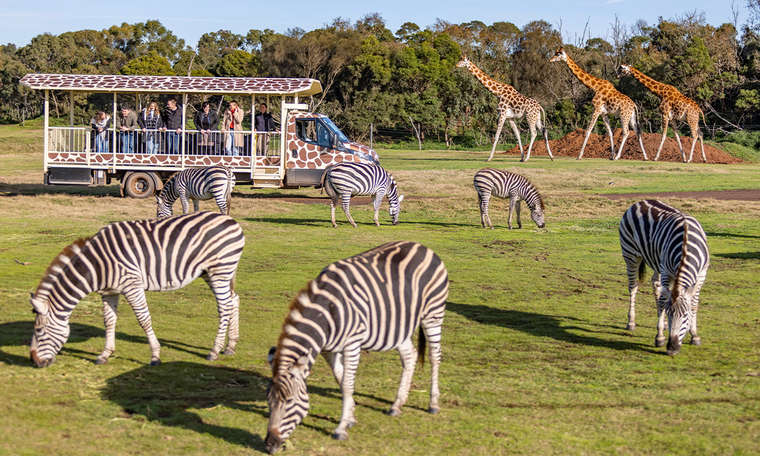 Popular Zoos in Victoria that Will Make You Admire Aussie Fauna More ...