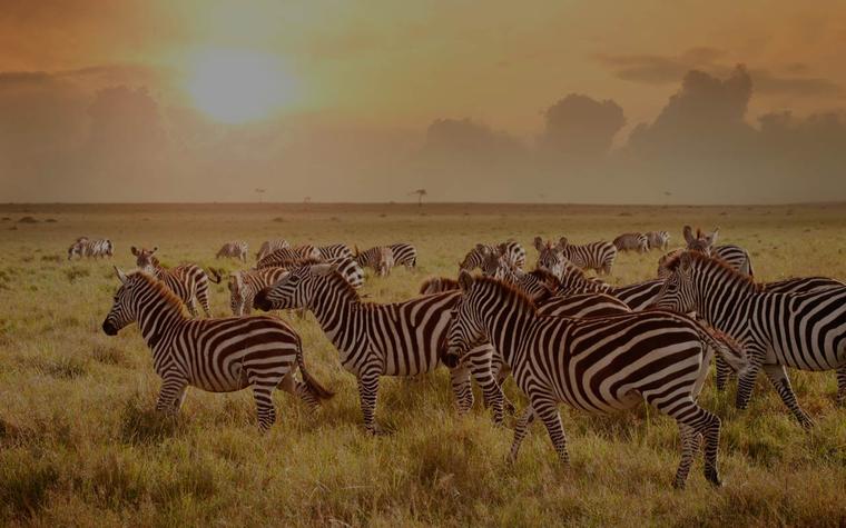 The Best Destinations For A Wildlife Safari | MakeMyTrip Blog
