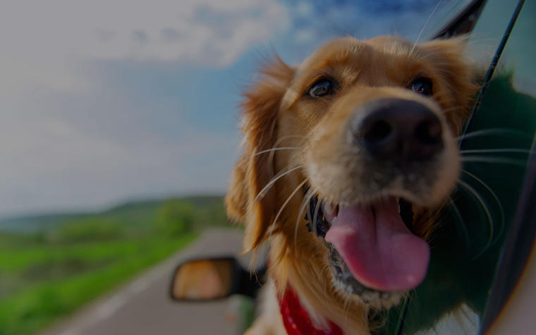 Epic Tips for Road Trippin’ With Your Dog | MakeMyTrip Blog