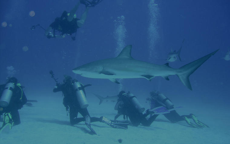 Diving with the Sharks – An Enthralling Ride Under Water | MakeMyTrip Blog