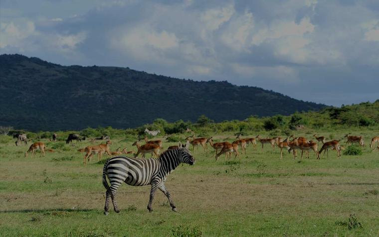 My Kenyan Holiday: Visit to Mombasa and Nairobi | MakeMyTrip Blog