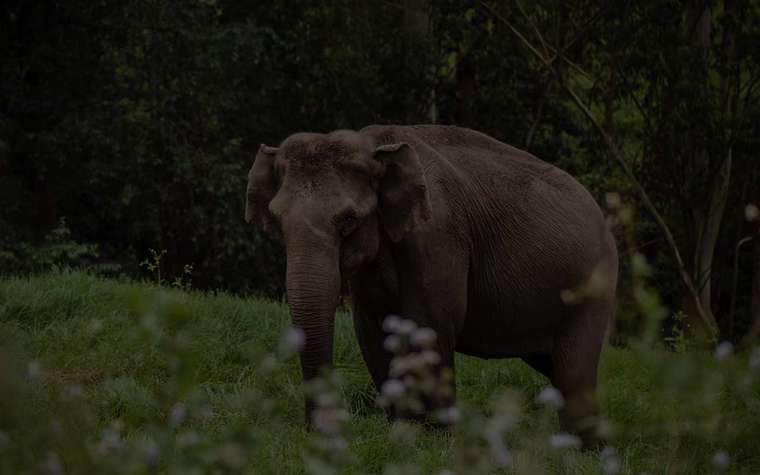 A Magical Munnar Experience: Chasing Wildlife Under the Starlit Skies ...