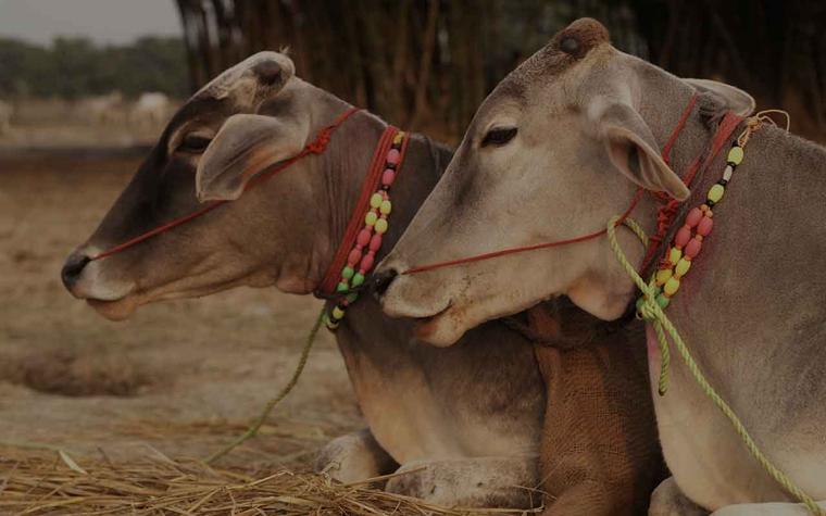 Gujarat’s Vautha Fair: Your Next Holiday Destination | MakeMyTrip Blog