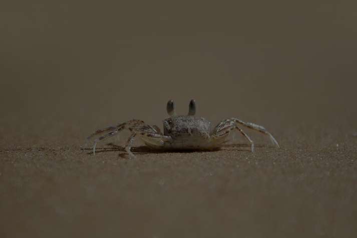 A Crab Catching Expedition in Goa | MakeMyTrip Blog