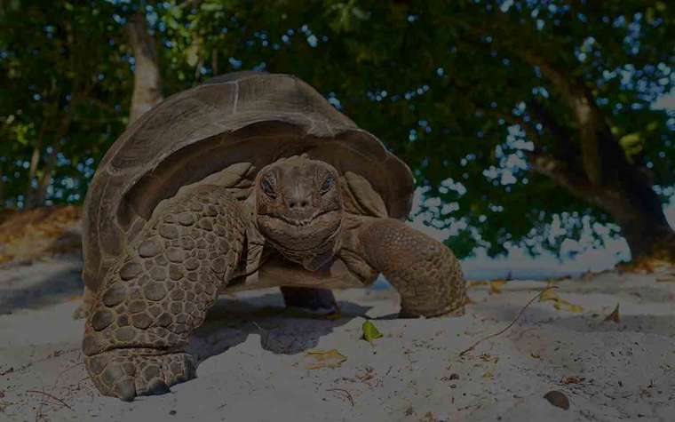 Seychelles Beyond the Beaches: 5 Close-to-Nature Experiences worth ...