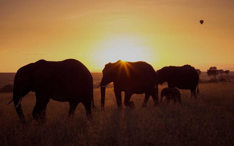 Two Luxury Wildlife Tours You Must Add to Your Holiday List ...