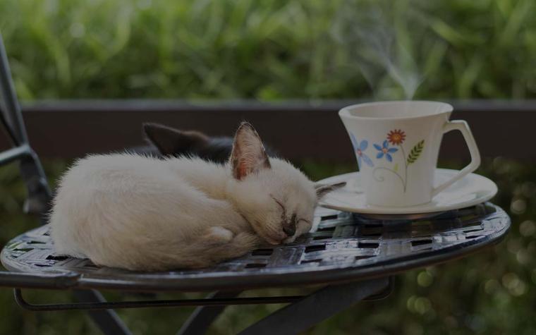 World's Coolest Animal Cafes: How Many Have You Been To? | MakeMyTrip Blog