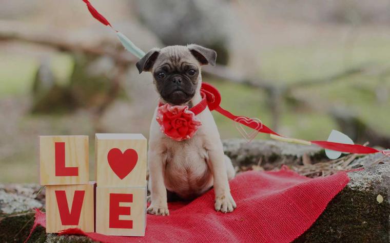 5 Ways To Celebrate Valentine's Day With Your Dog | MakeMyTrip Blog