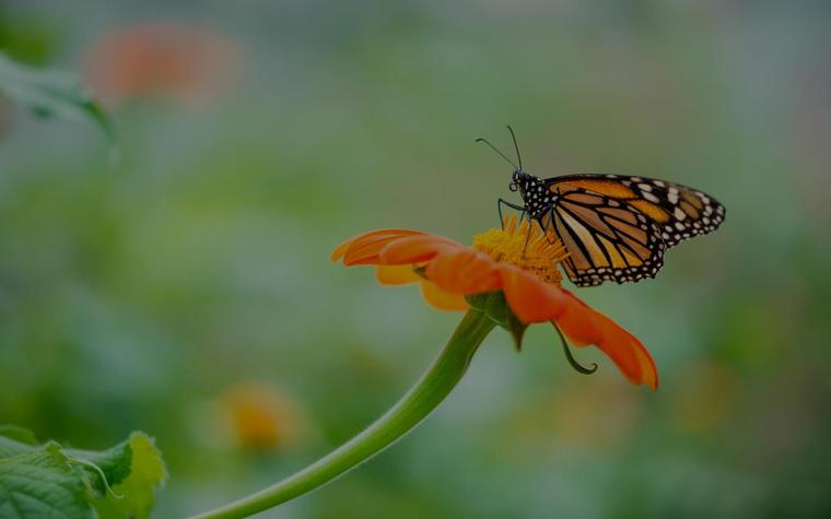 Valley of Flowers: A Magical Land of Flowers and Legends | MakeMyTrip Blog