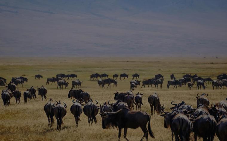 The Colossal Wildebeest Migration of Africa | MakeMyTrip Blog